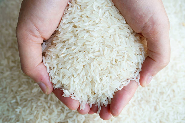 Hoy se celebra Día Internacional del Arroz
