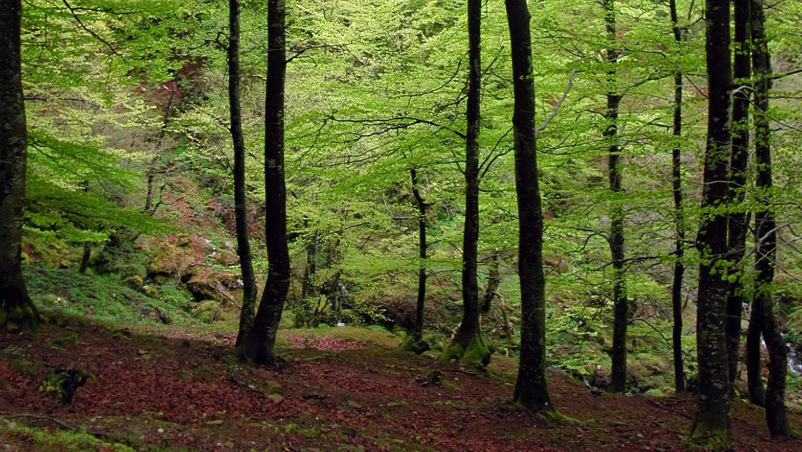 Desarrollan un sistema que clasifica tipos de bosques con IA