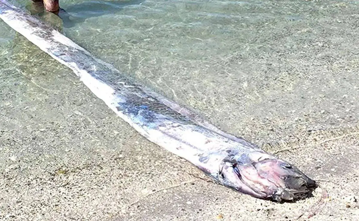 Destino del pez remo en República Dominicana será con tostones