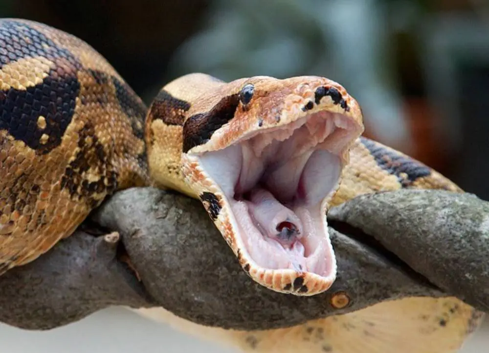 Serpiente hallada en la avenida Luperón está prohibida en el país
