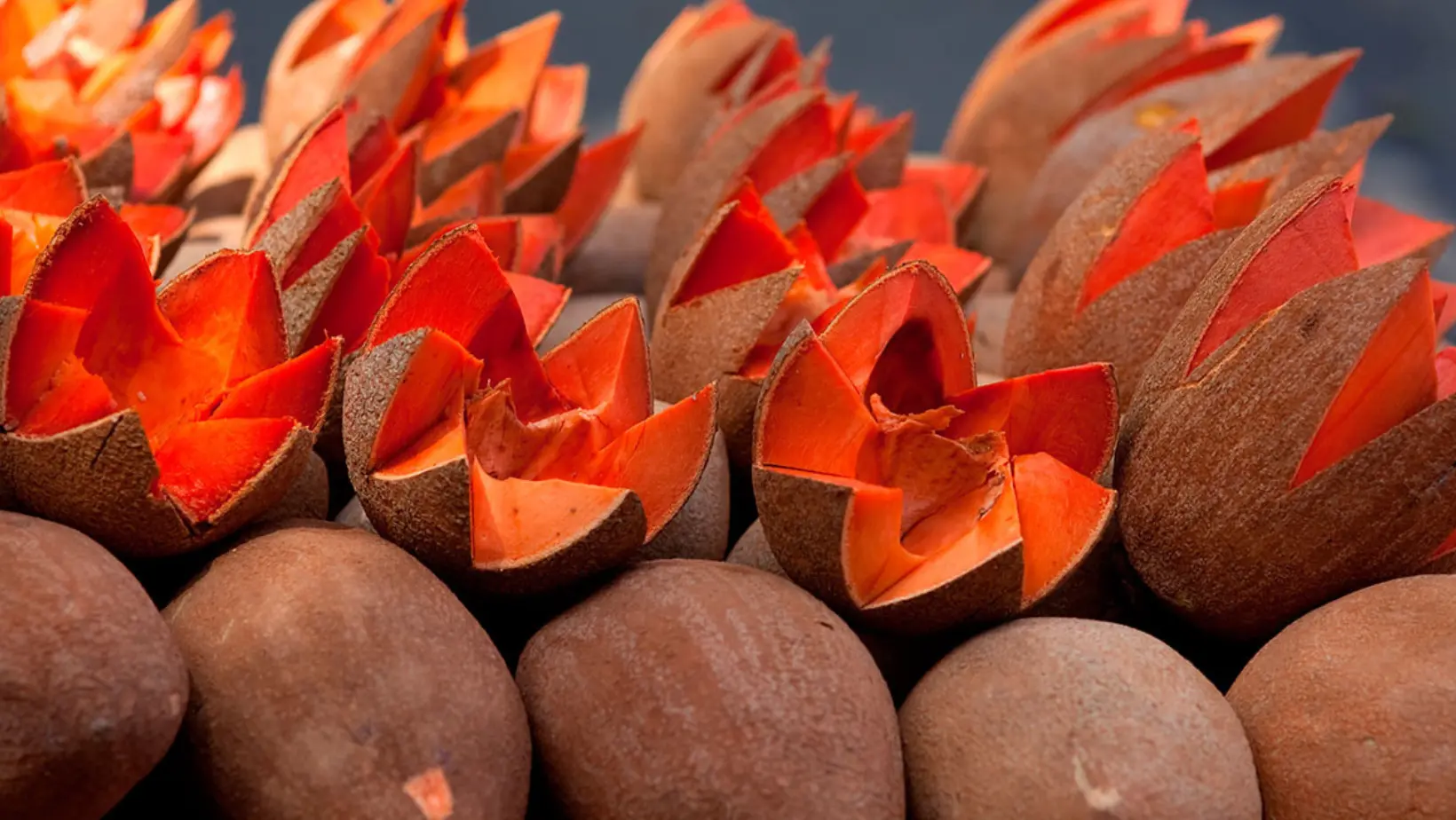 Descubre los increíbles beneficios del zapote para tu salud