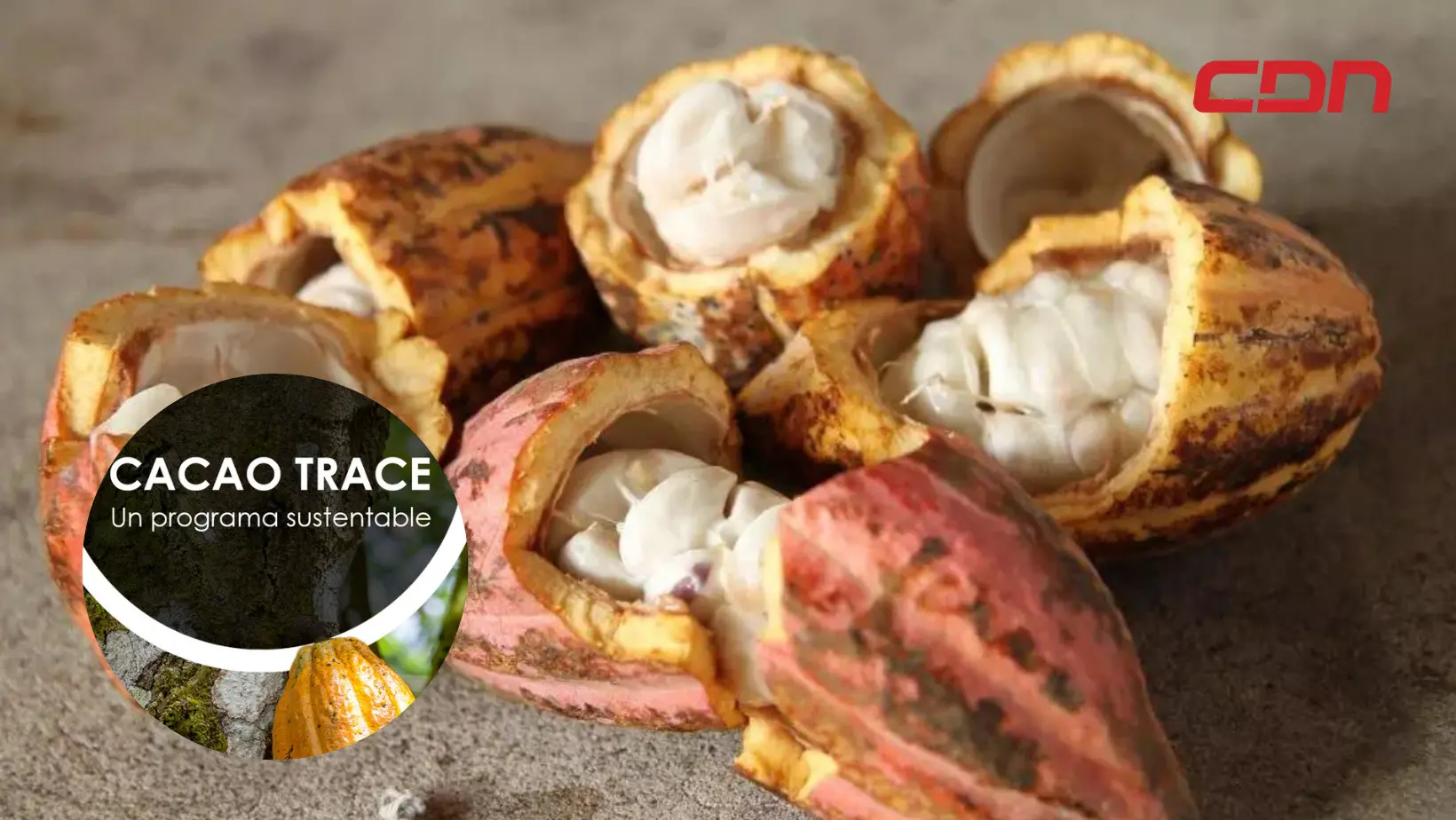 Cacao Trace en Monte Plata: sostenibilidad y cero deforestación