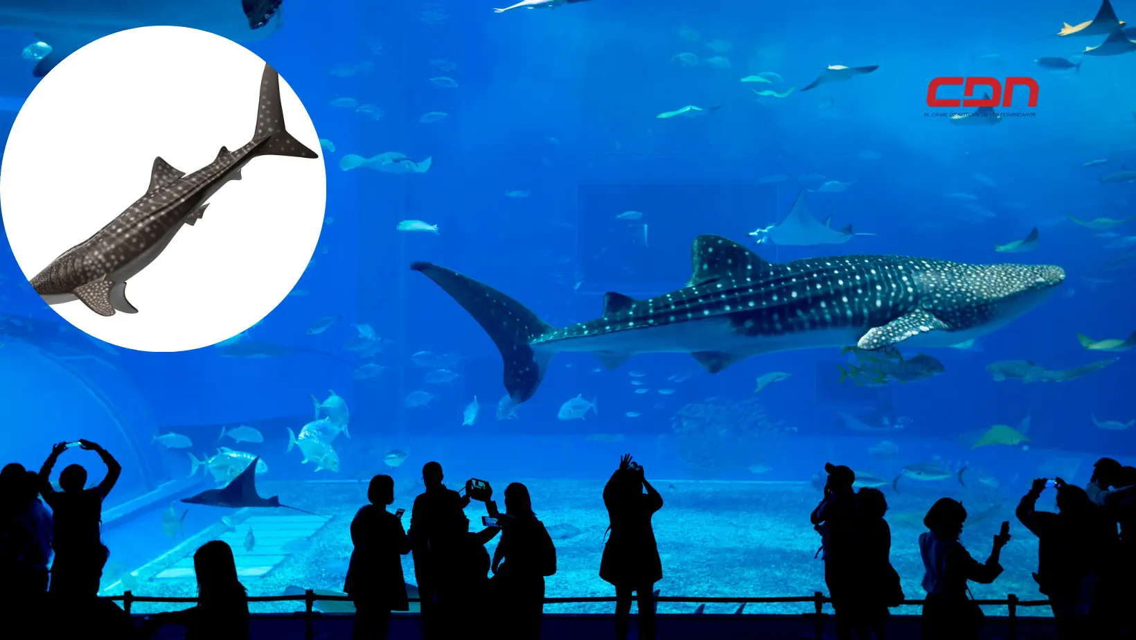 Conozca las cualidades del pez más grande del mundo