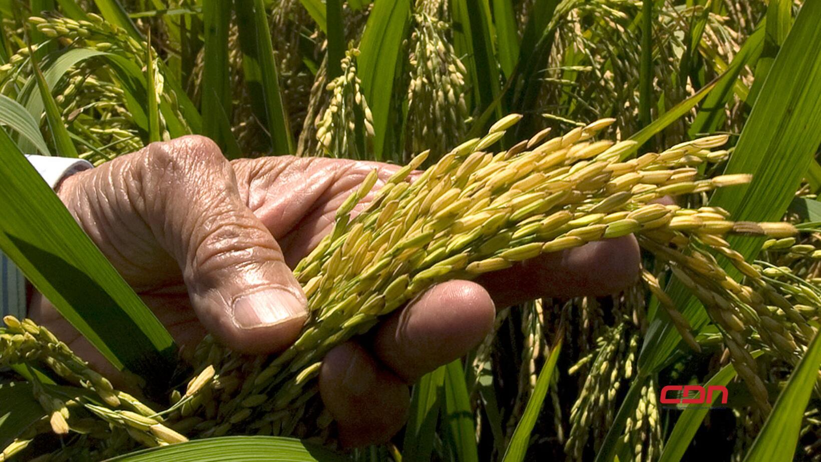 No hay escasez de arroz en RD