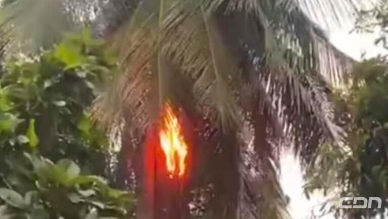 Un rayo impacta en una mata de coco en Barahona
