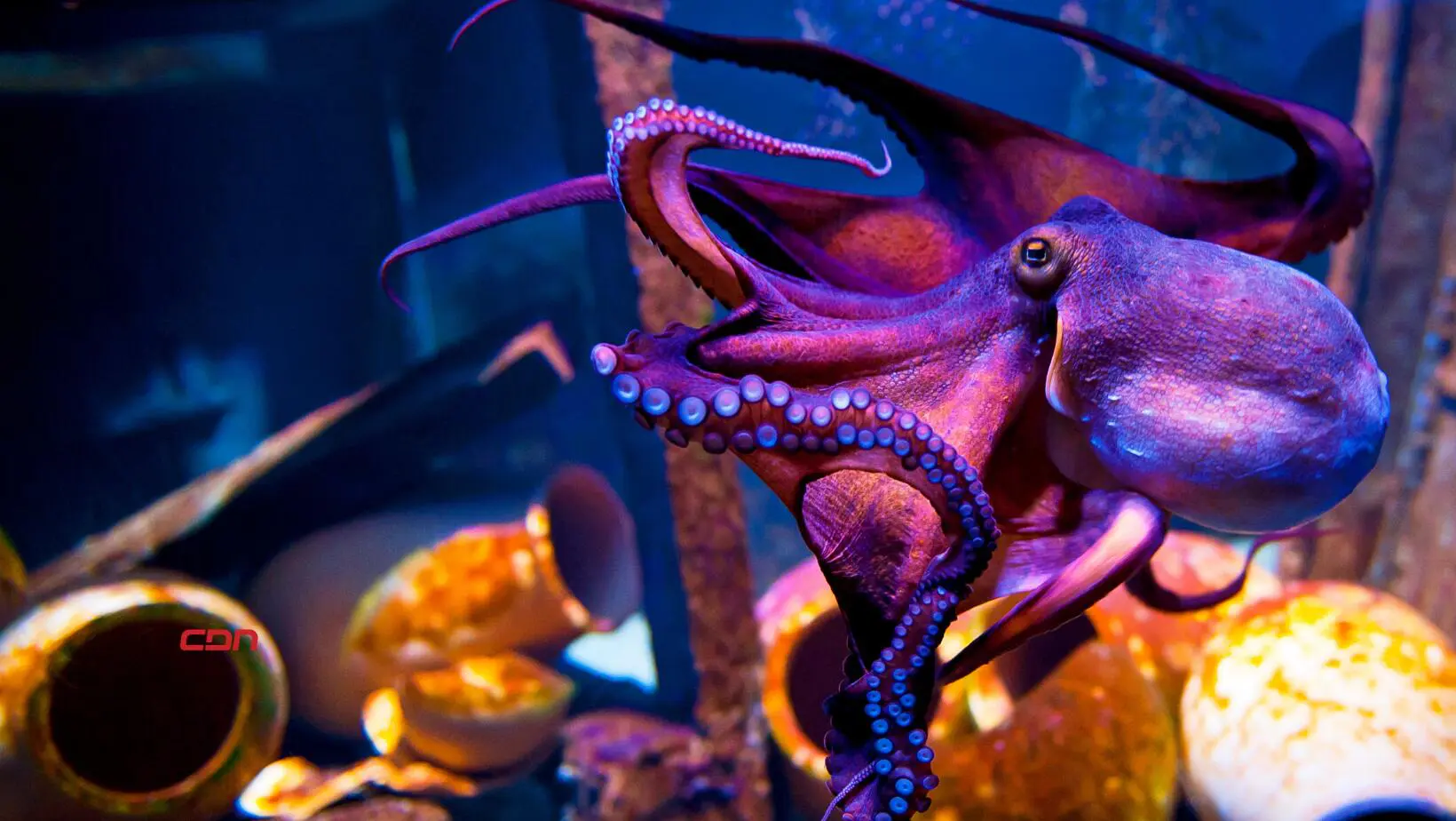 Hoy es Día Internacional del Pulpo