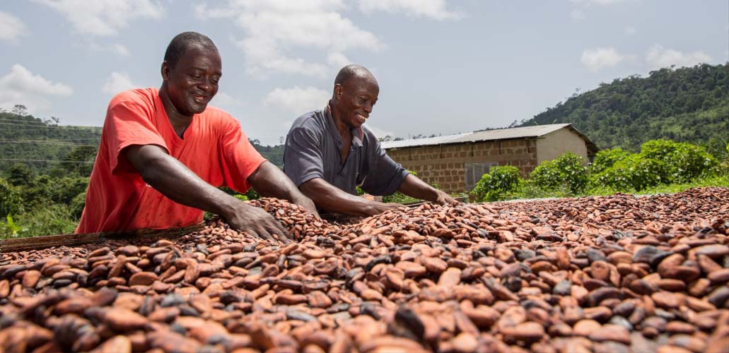 Implicaciones del sello IGDC del Cacao Dominicano