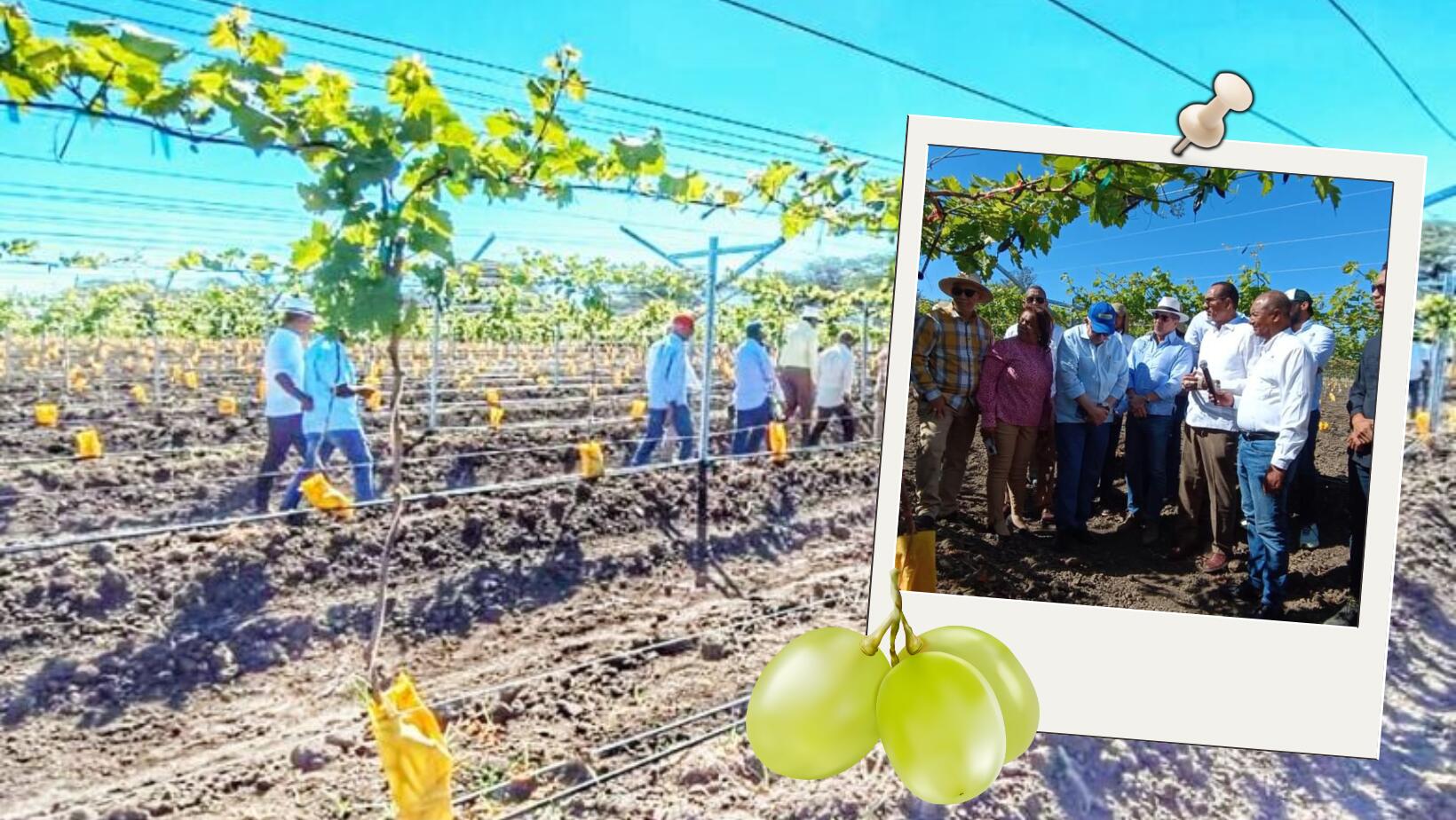 Ufhec impulsa innovación agrícola con plantación de uvas