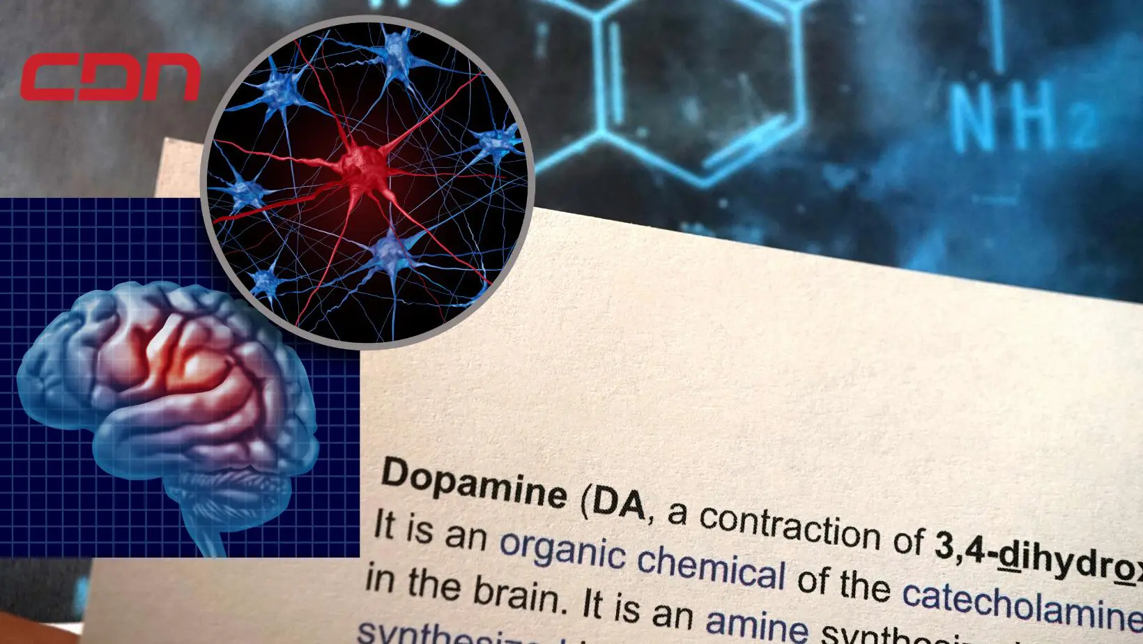 Conozca sobre la dopamina, hormona que impulsa tu felicidad