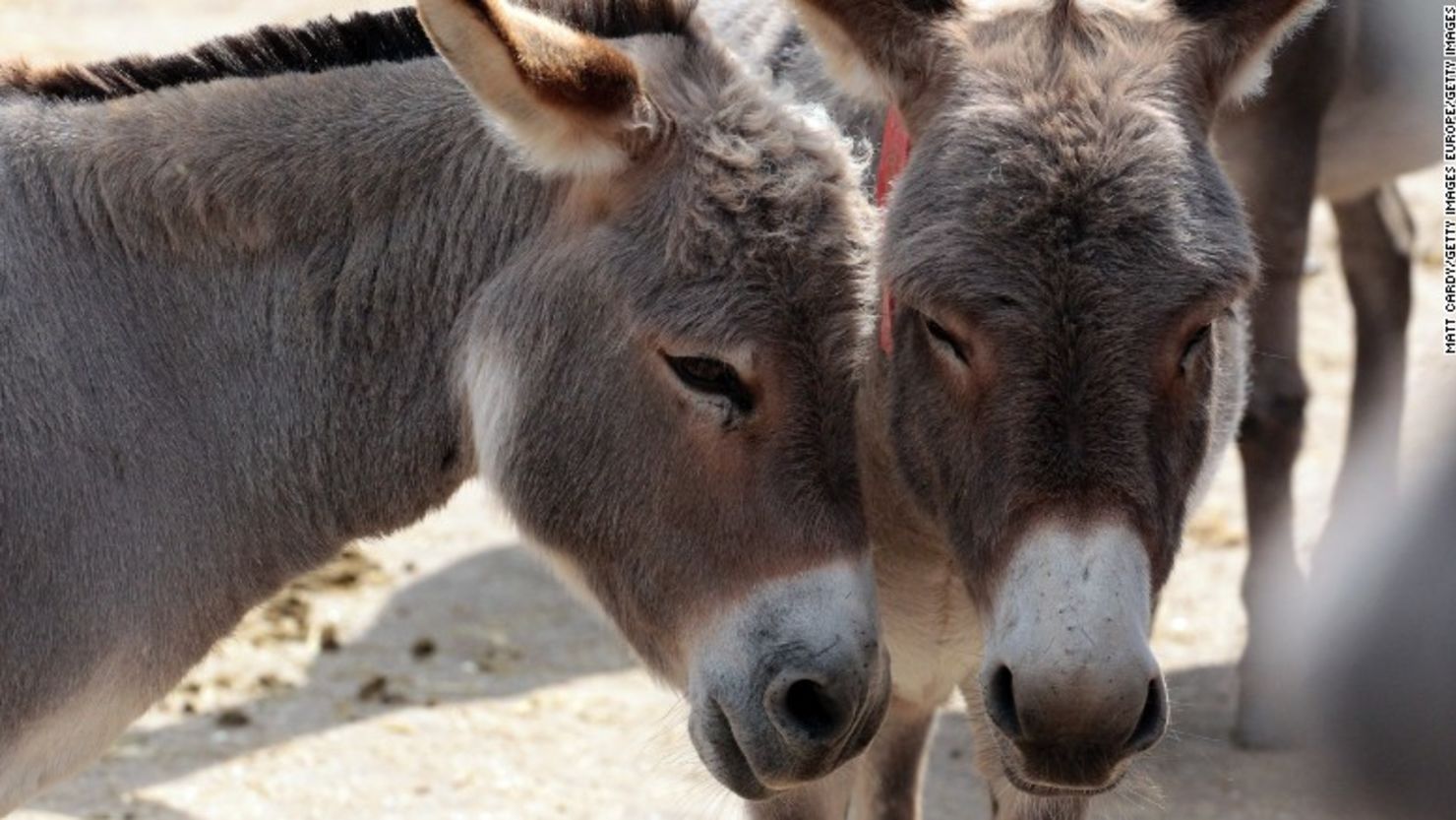 Seis millones de burros sacrificados
