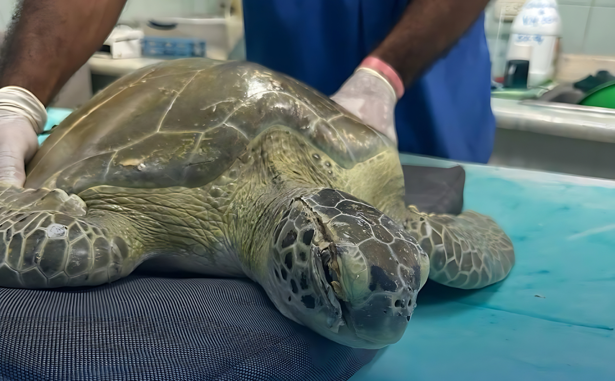Tortuga verde herida rescatada en La Romana