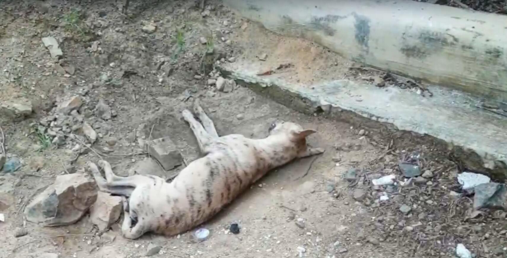 Envenenan perros en El Cabao