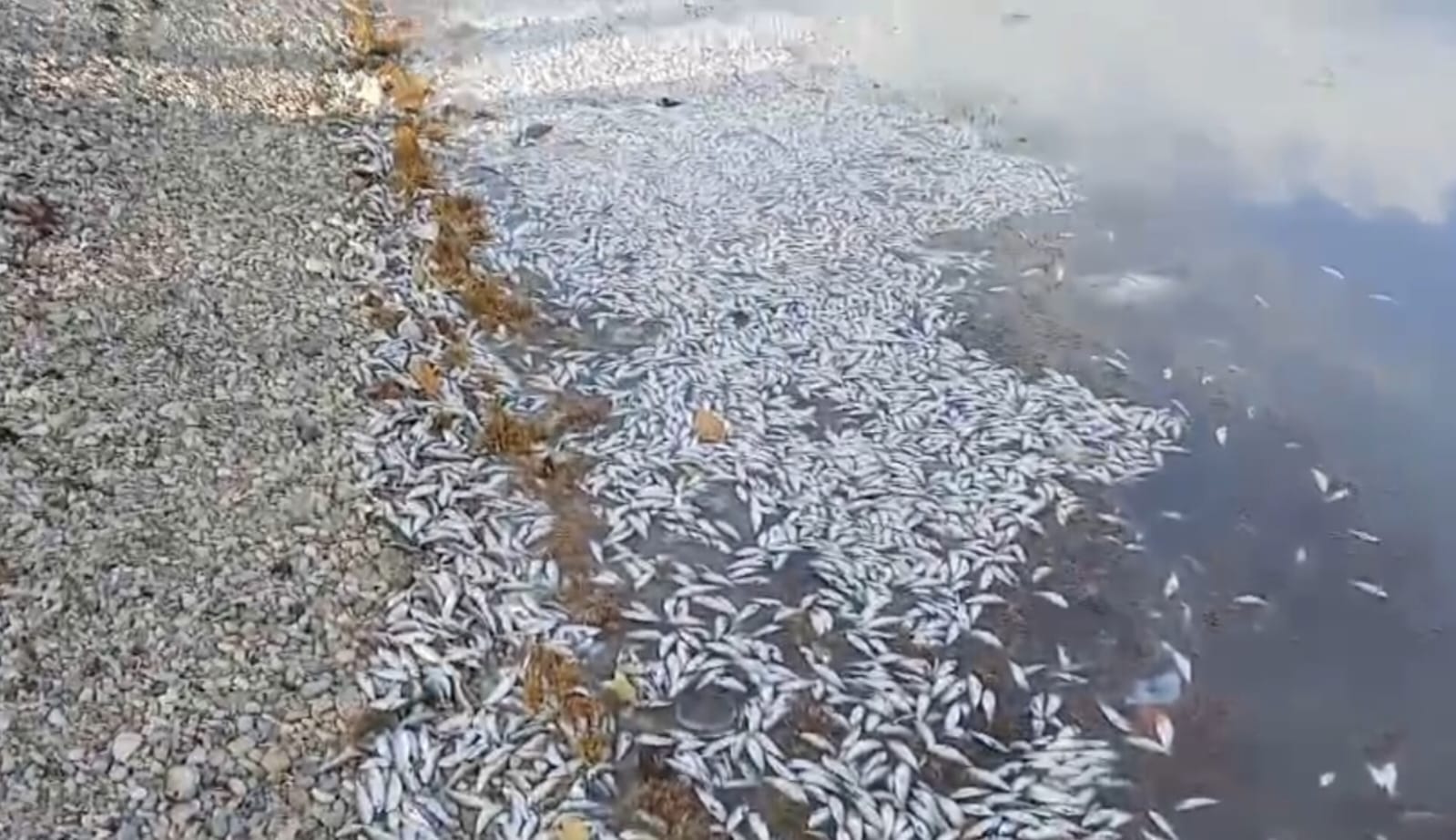 Cientos de peces muertos en playa El Cayo en Barahona