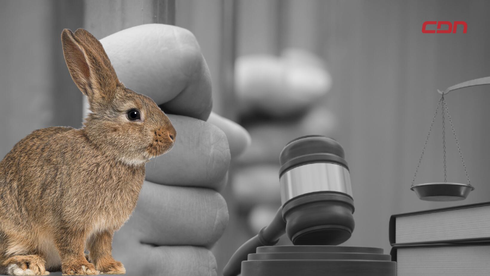 Tres meses de prisión preventiva por sustraer un conejo en Moca