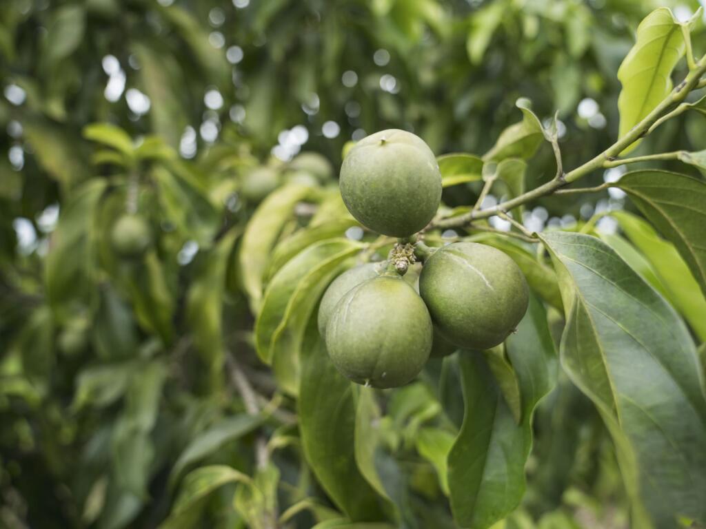 El cacay es un fruto de alto valor dermatológico