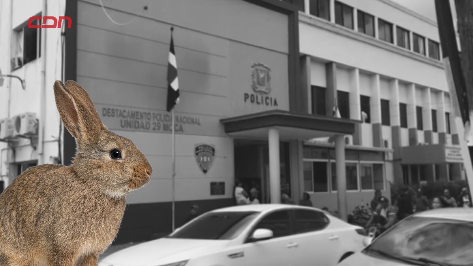 Hombre del conejo suma seis denuncias por robos en Espaillat