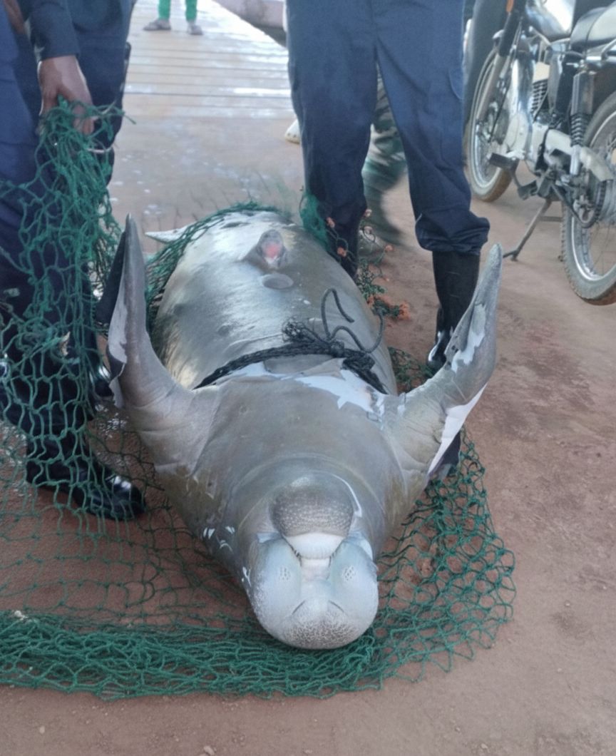 Encuentran manatí sin vida en las costas de Sabana de la Mar