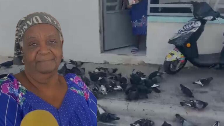 Doña Gertrudis alimenta cientos de palomas en Hato Mayor