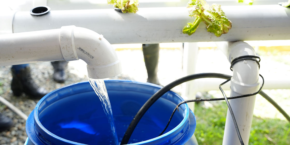 Cultivo hidropónico y el proceso innovador en RD