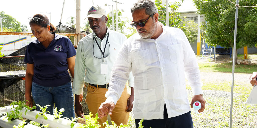 Cultivo hidropónico y el proceso innovador en RD