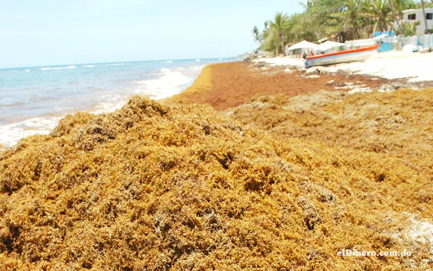 Convocan en Miami concurso de propuestas para reutilizar sargazo