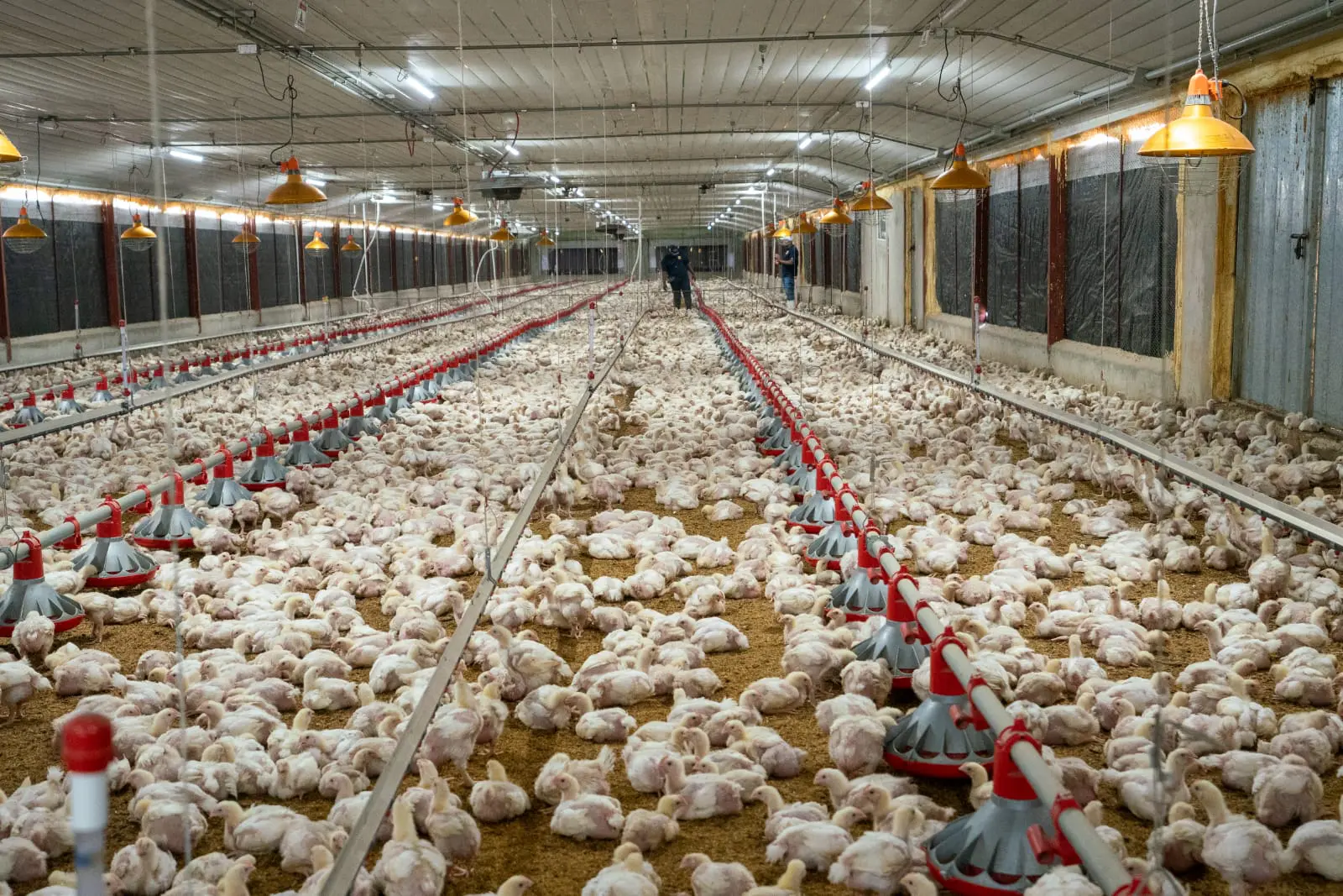 Crecimiento de producción avícola impulsa la seguridad alimentaria