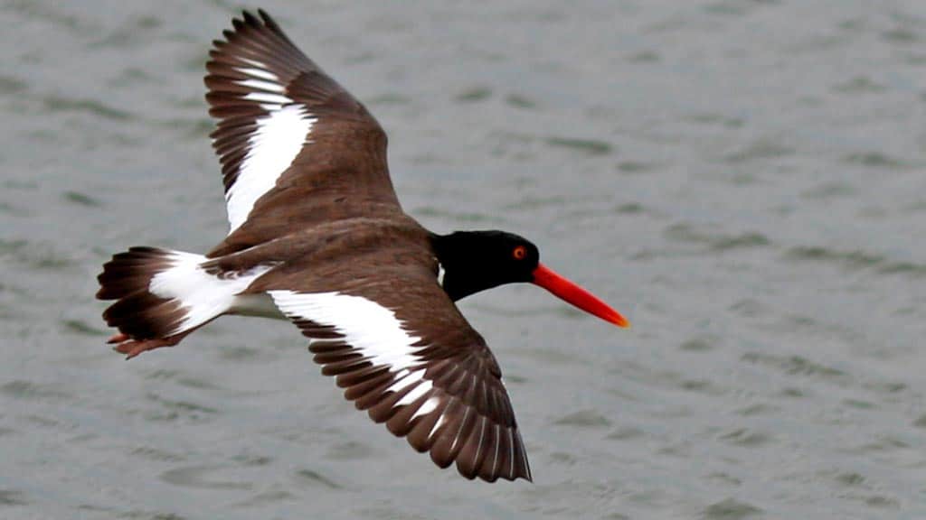 Reproducción de dos especies de aves terrestres en el archipiélago