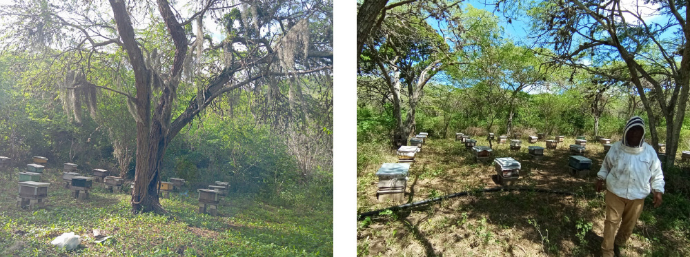 Apiario El Jaiquí, tradición y el relevo en la apicultura